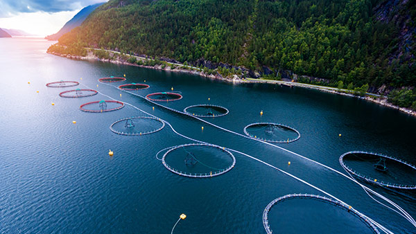 Xylem Analytics | Fischzucht (Aquakultur)